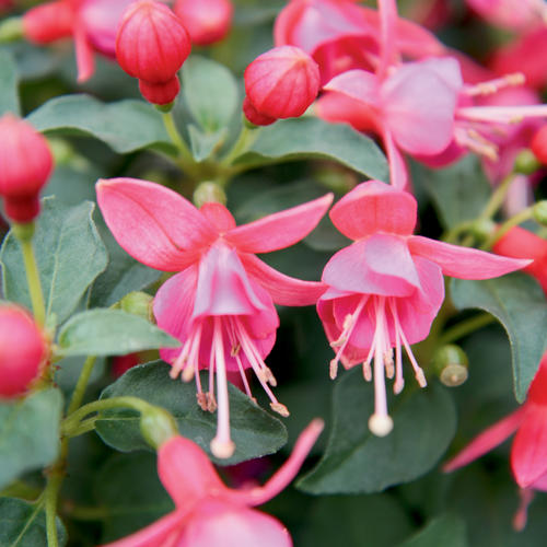 Shadow Dancers® Yolanda - Fuchsia hybrid | Proven Winners