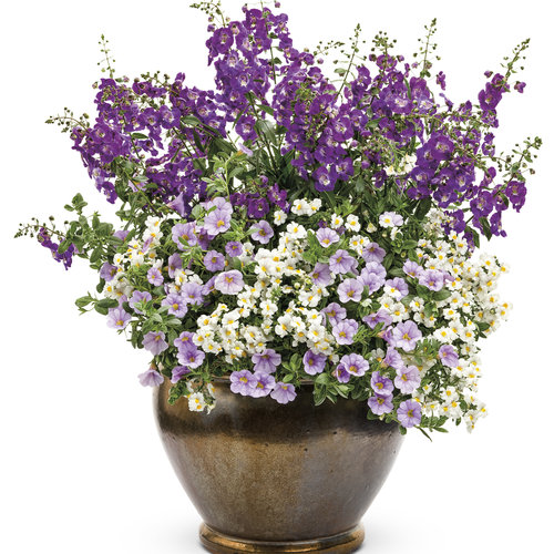 Berry Burst | Proven Winners