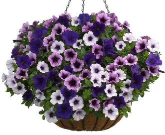 Supertunia Trailing Formerly Mini Blue Petunia Hybrid