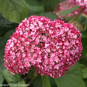 Invincibelle® Spirit II - Smooth hydrangea - Hydrangea arborescens ...