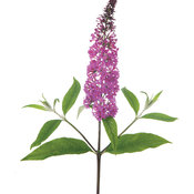 'Miss Ruby' - Butterfly bush - Buddleia x Images | Proven Winners