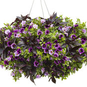 Superbells® Miss Lilac - Calibrachoa hybrid | Proven Winners