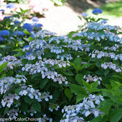 Tiny Tuff Stuff™ - Mountain Hydrangea - Hydrangea serrata Images ...
