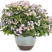 Tiny Tuff Stuff™ - Mountain Hydrangea - Hydrangea serrata Images ...