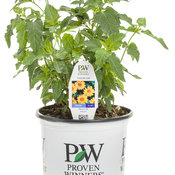 'Tuscan Sun' - Perennial Sunflower - Heliopsis helianthoides | Proven ...