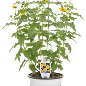 'Tuscan Sun' - Perennial Sunflower - Heliopsis helianthoides | Proven ...