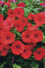 Surfinia® Deep Red - Petunia hybrid | Proven Winners
