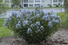 Perennials | Proven Winners