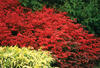 EuonymusFireball.jpg | Proven Winners