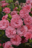 Fruit Punch® 'Spiked Punch' - Pinks - Dianthus hybrid | Proven Winners