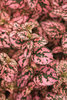 Hippo® Rose - Polka Dot Plant - Hypoestes phyllostachya | Proven Winners