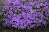 Phlox | Proven Winners