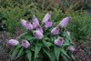 Pugster Pink® - Butterfly Bush - Buddleia x | Proven Winners