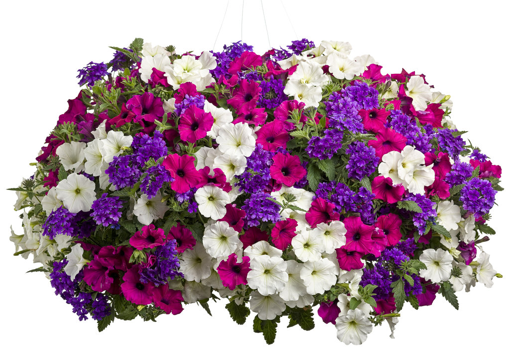Supertunia Trailing Formerly Mini Blue Petunia Hybrid