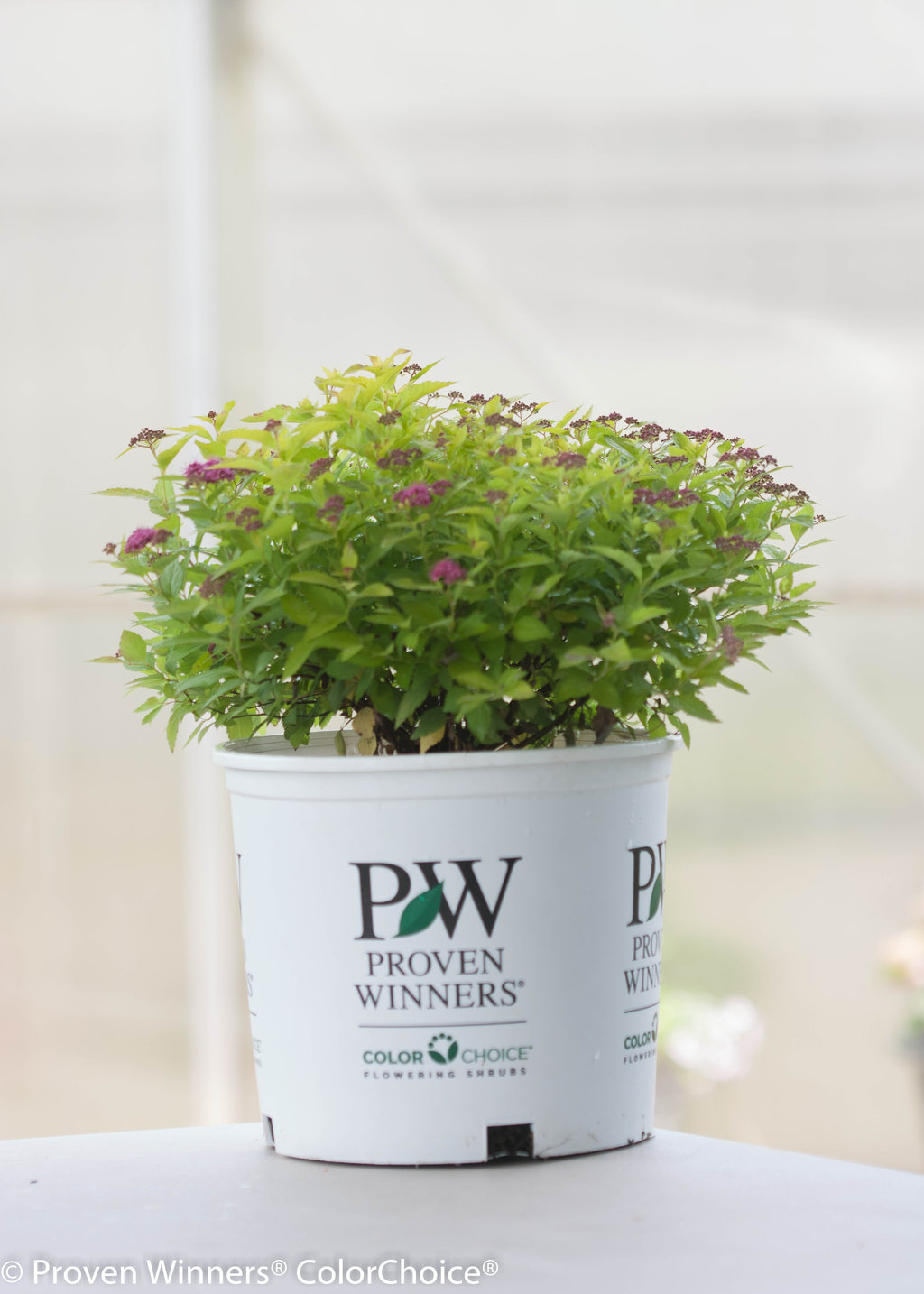 Double Play® Gold - Spirea - Spiraea japonica Images | Proven Winners