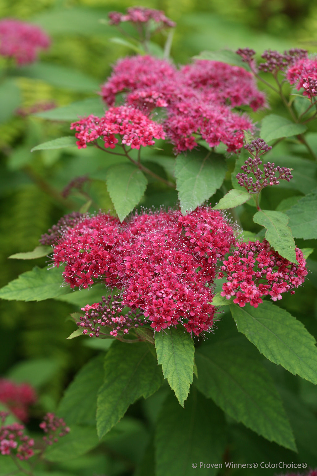 Double Play® Red - Spirea - Spiraea japonica Images | Proven Winners