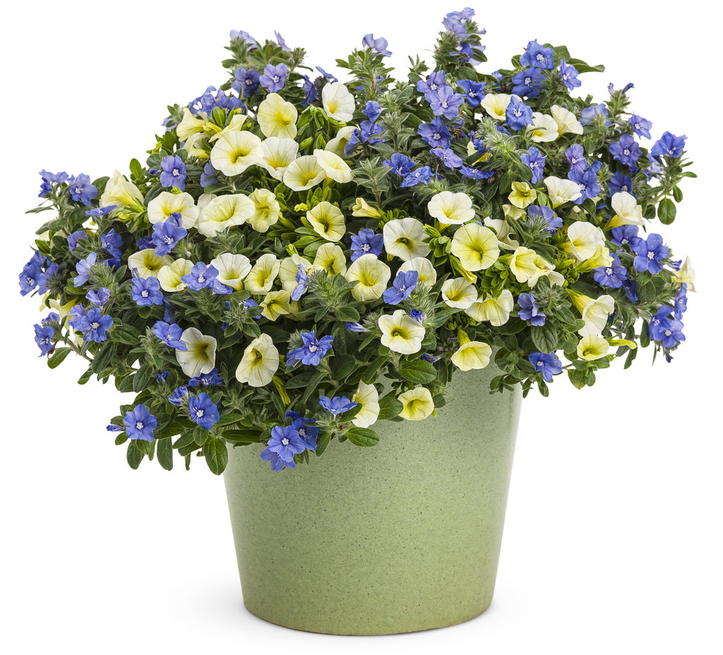 Blue My Mind® - Dwarf Morning Glory - Evolvulus hybrid | Proven Winners