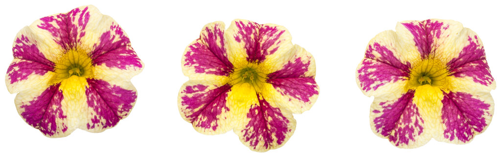 Superbells® Holy Moly!® - Calibrachoa hybrid Images | Proven Winners
