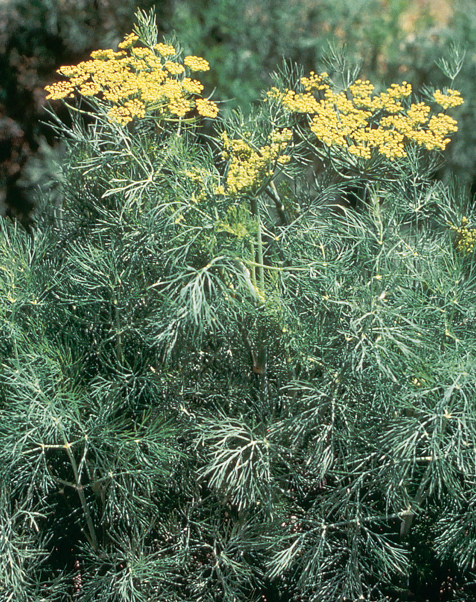 Fern Leaf - Dill - Anethum graveolens | Proven Winners