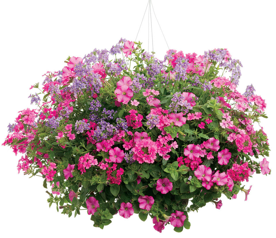 Images for Supertunia® Raspberry Blast® - Petunia hybrid | Proven Winners