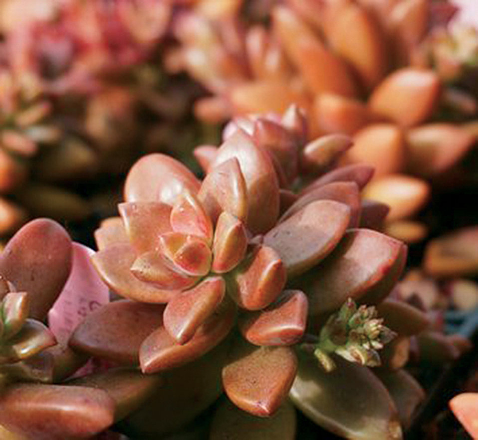 Graptosedum Vera Higgins