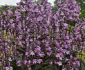 'Midnight Masquerade' - Beardtongue - Penstemon hybrid | Proven Winners