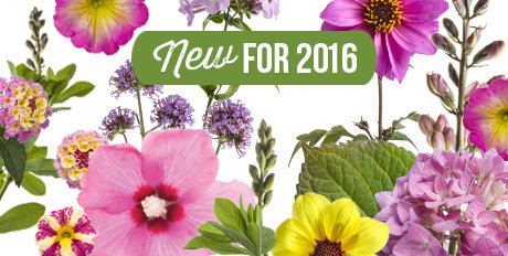 Proven Winners | The #1 Plant Brand