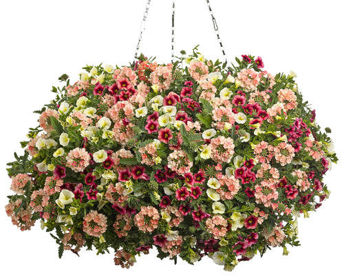 Just Peachy | Proven Winners